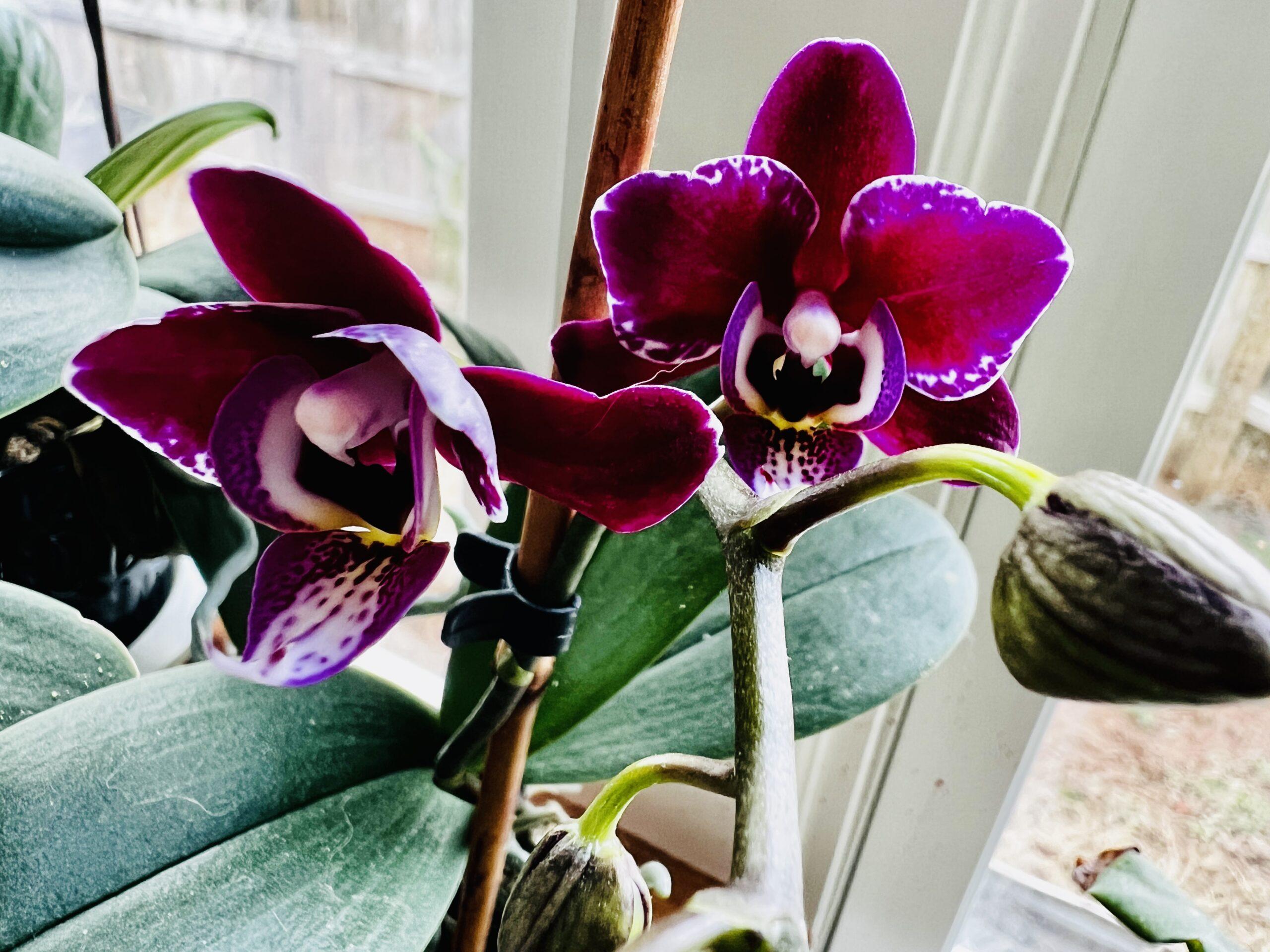 Tending Orchids, Raising Neurodivergent Kids – Natania Barron